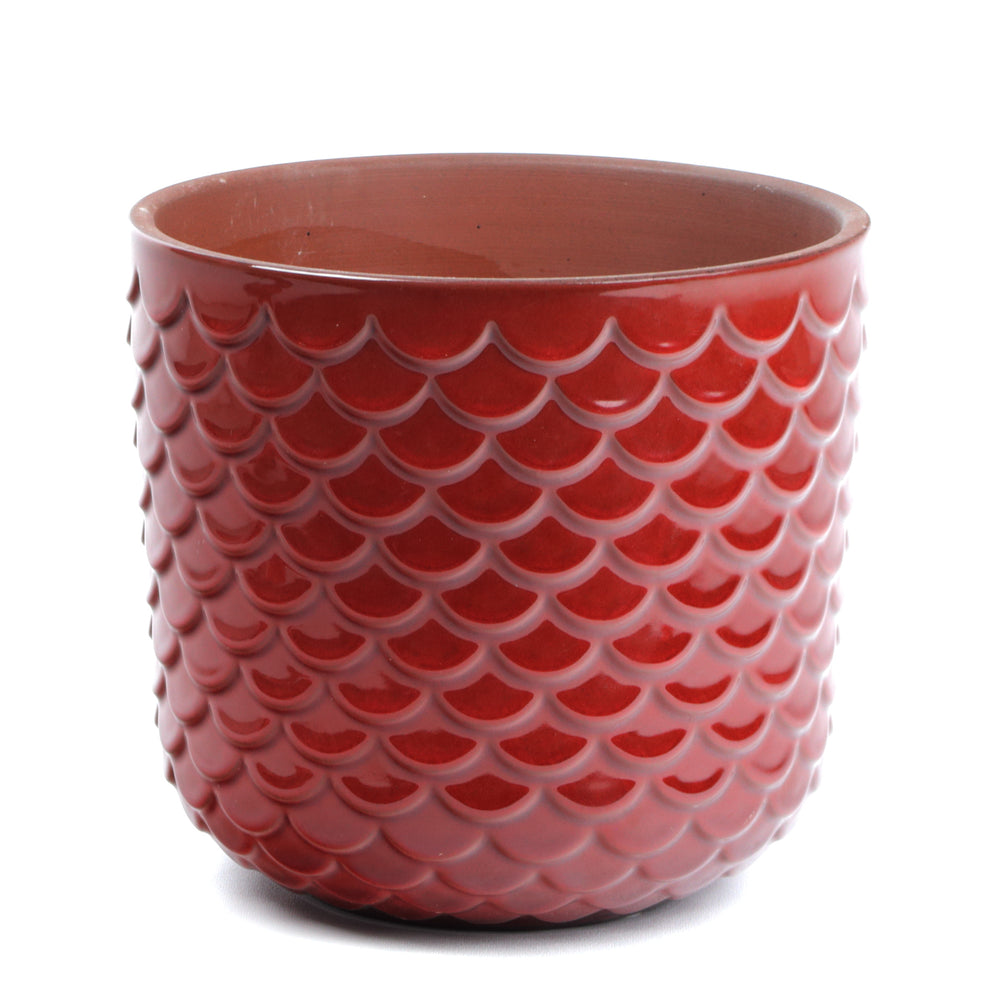 Scarlet Scales Small – In Bloom and In Habit